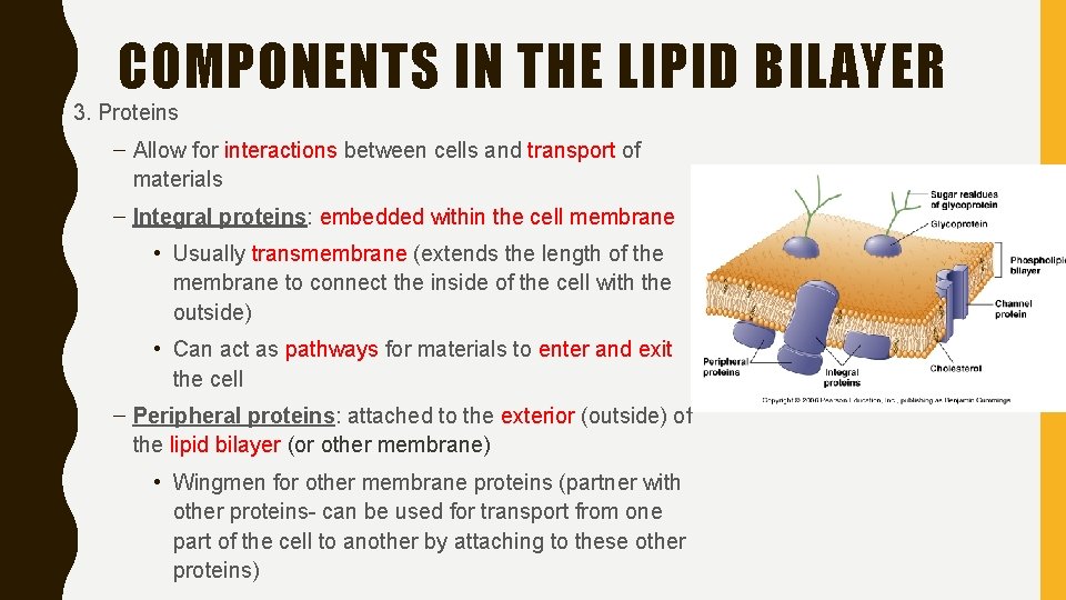 UNIT 3 TOPIC 3 CELL TRANSPORT By the