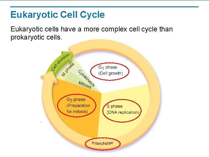 Cell Growth Division and Reproduction Learning Objectives Describe