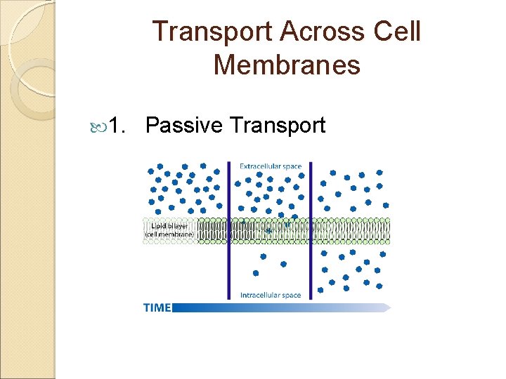 Transport Across Cell Membranes 3 Types 1 Passive