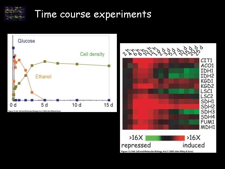 BI 420 Introduction to Bioinformatics Gene Expression Analysis