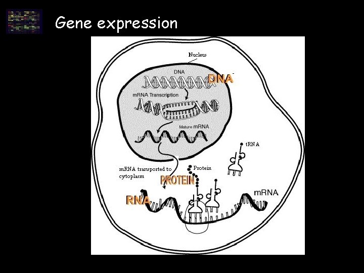 BI 420 Introduction to Bioinformatics Gene Expression Analysis