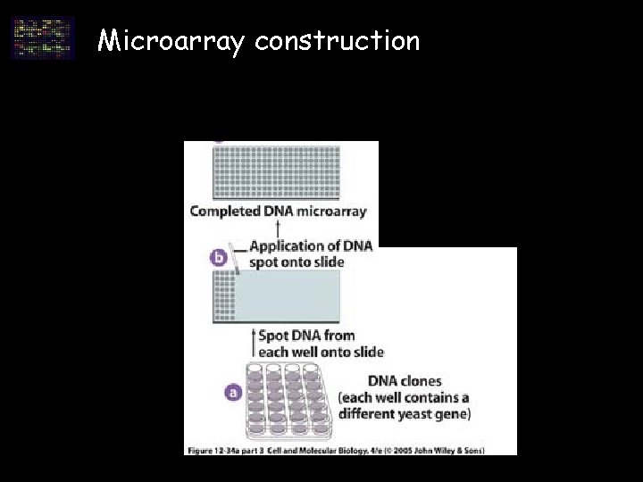 BI 420 Introduction to Bioinformatics Gene Expression Analysis