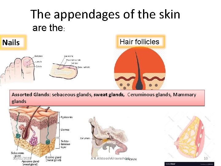 BASIC STRCTURE Integumentary System 30012020 Dr Amal Albtoosh