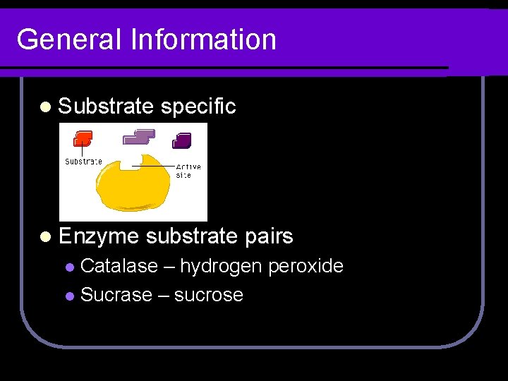 Enzymes AP Biology General Information l Globular proteins