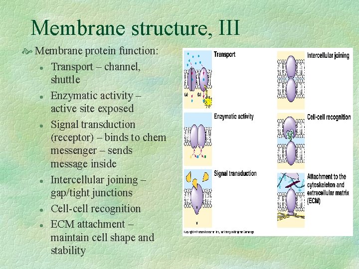 Membrane structure I Ch 7 Selective permeability only