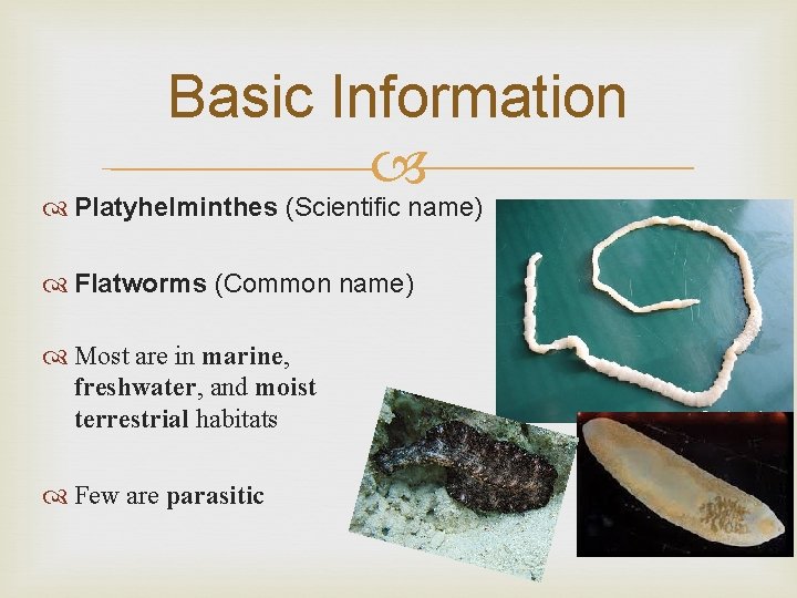 Classification Presentation Introduction Basic Information ...