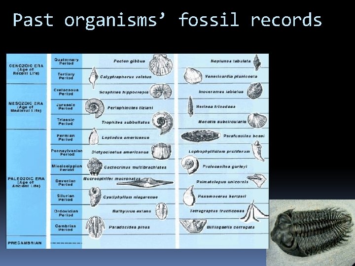 CH 5 EVOLUTION AND BIODIVERSITY Each species here