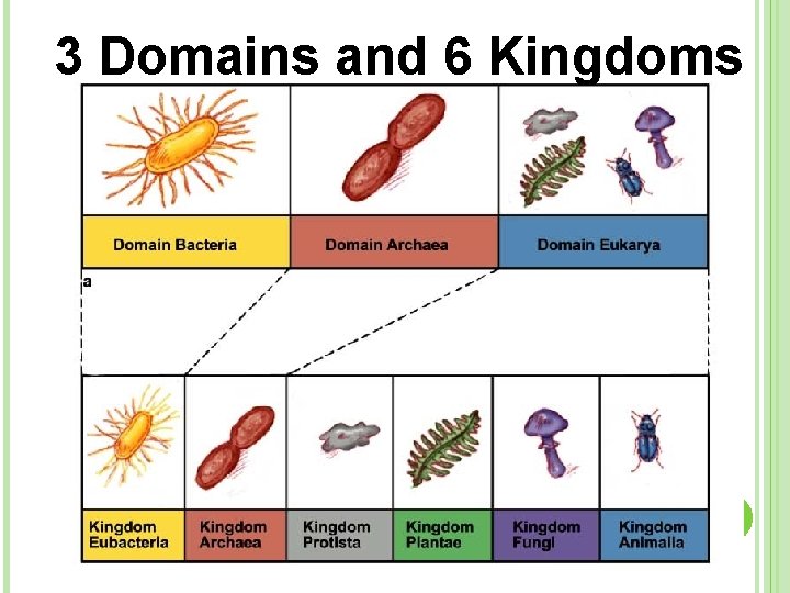 CELL BIOLOGY Mrs Melino BIG QUESTIONS How does