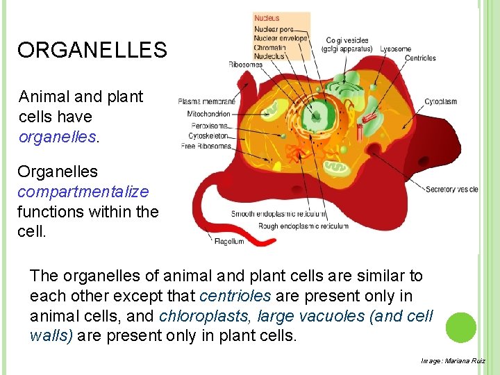 CELL BIOLOGY Mrs Melino BIG QUESTIONS How does