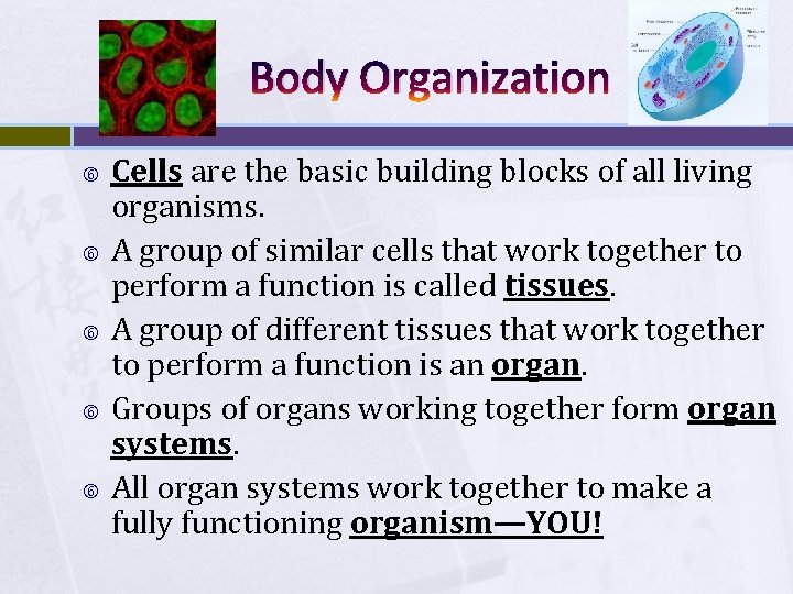 Human Body Systems Body Organization Cells are the