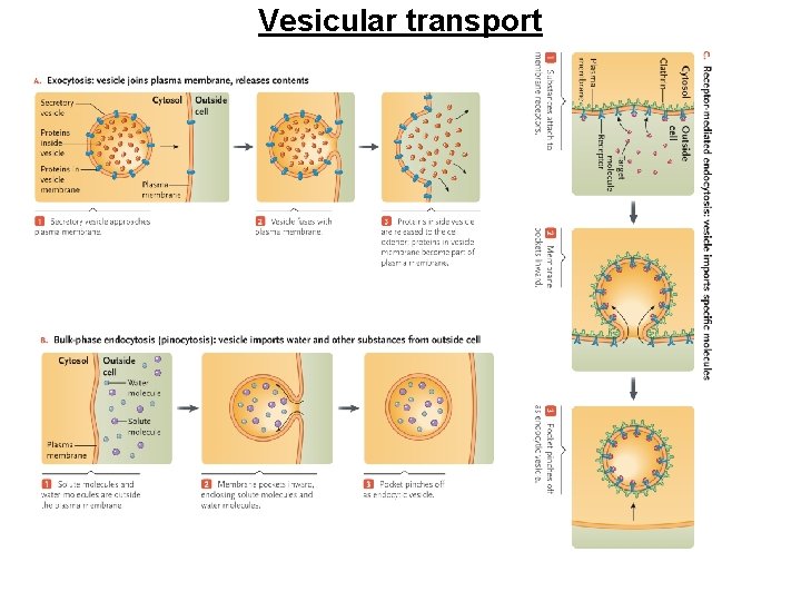 Cells A typical cell is only about 0