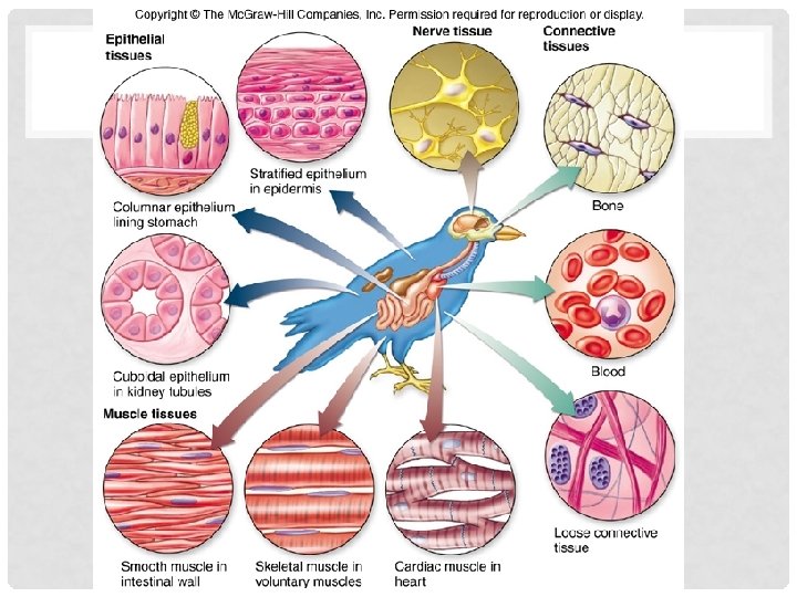 ANATOMY AND PHYSIOLOGY OF ANIMALS OBJECTIVE 3 01