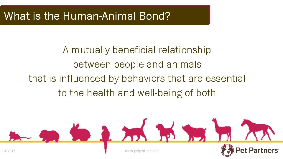 Being the Best for Your Pet Handling Skills