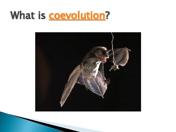 UNIT 3 Chapter 4 Evolution and Biodiversity The