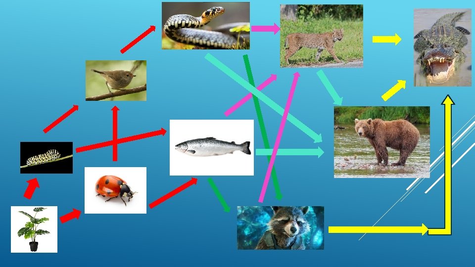 Producer Herbivore Consumer Omnivore Consumer Food chain of