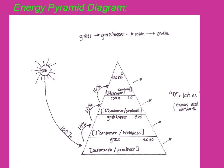 Biology Notes Ecology Part 2 Pages 402 411