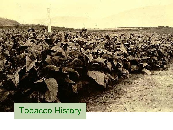 Tobacco Global Policy Overview Tobacco History Social Costs