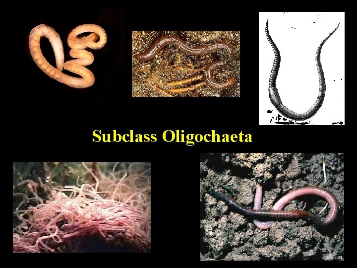 Phylum Annelida The Segmented Worms Annelida Characteristics Triploblastic