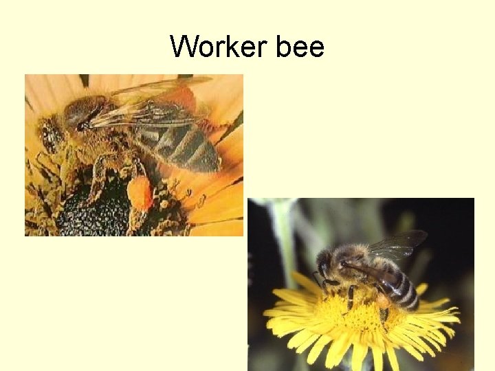 Insect Behavior Its the bees knees COMMUNICATION Pheromones
