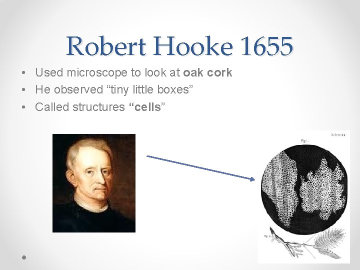 Cell Theory The History Behind Cells Where does