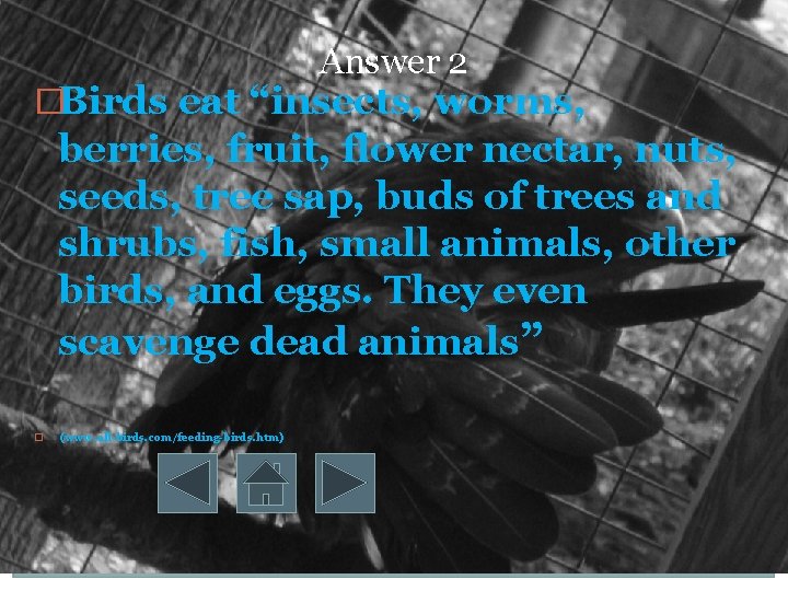 Birds Eye CREATED BY GINNY STILES Tennessee Curriculum