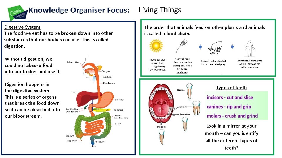 Key words Living Things digestive system Responsible for