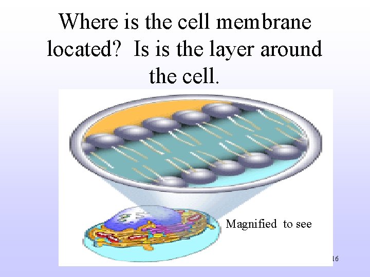 Bozeman Transport Across the Membrane 10 questions If