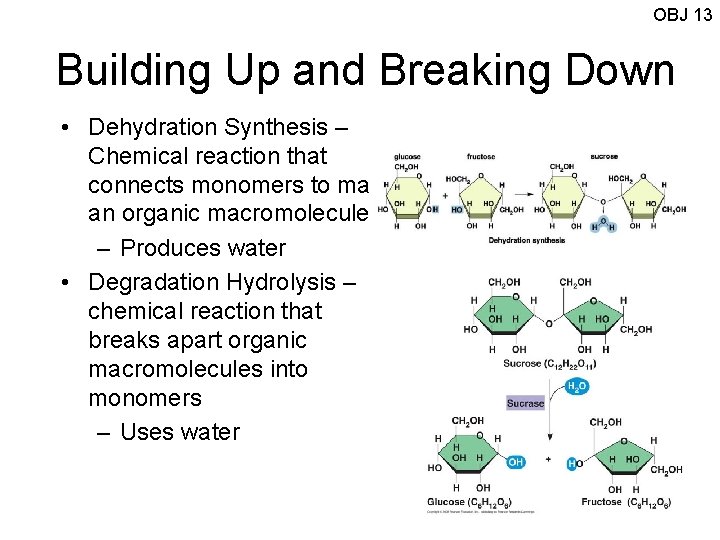 Topic 4 Organic Molecules OBJ 12 What is