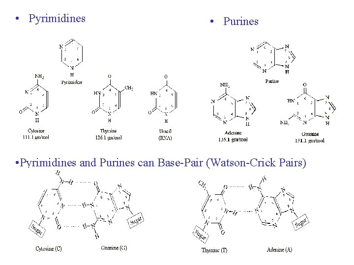 Introduction to Bioinformatics Lecture 20 Sequencing genomes Nucleic