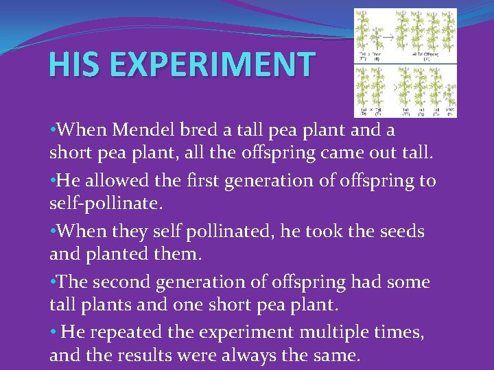 Mendels Pea Plants Dominant and Recessive By Byron