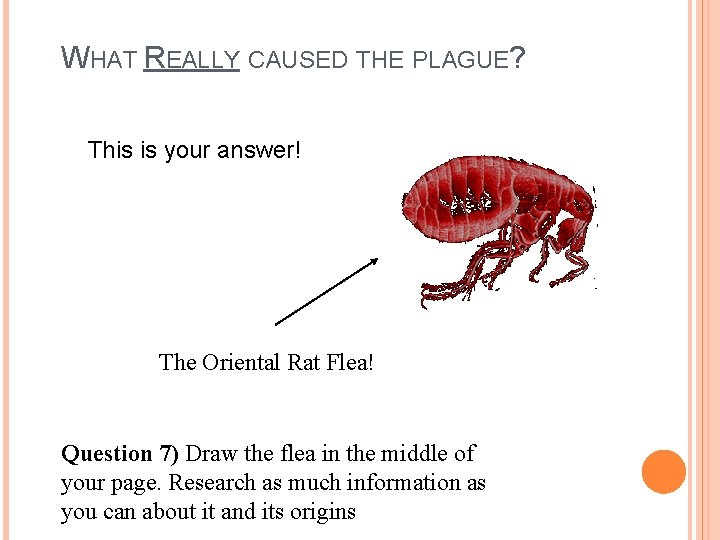 THE BLACK DEATH QUESTION 1 DRAW A TABLE