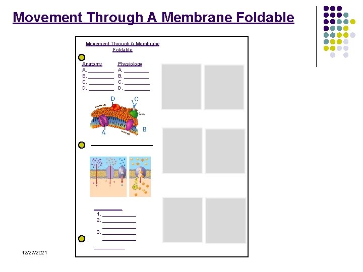5 The Cell Membrane A look at a