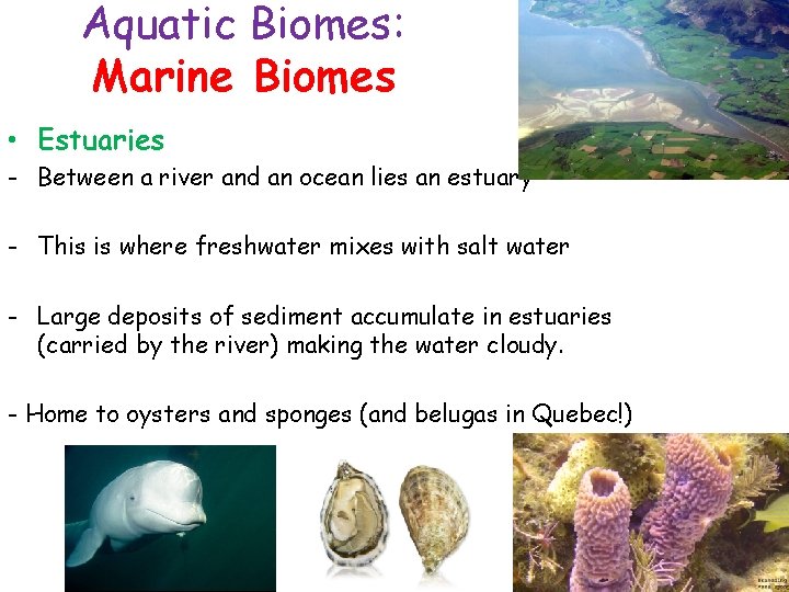 Aquatic Biomes Freshwater Biomes Lakes Bodies of water