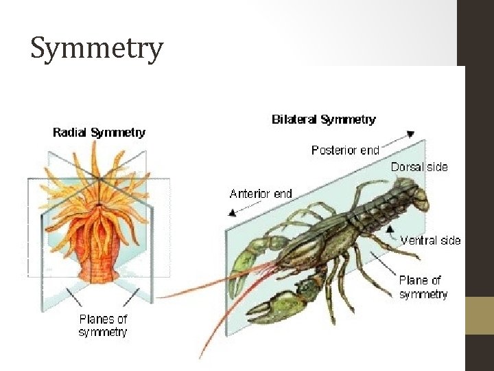 INTRO TO ANIMALS Chapter 12 Invertebrates What is