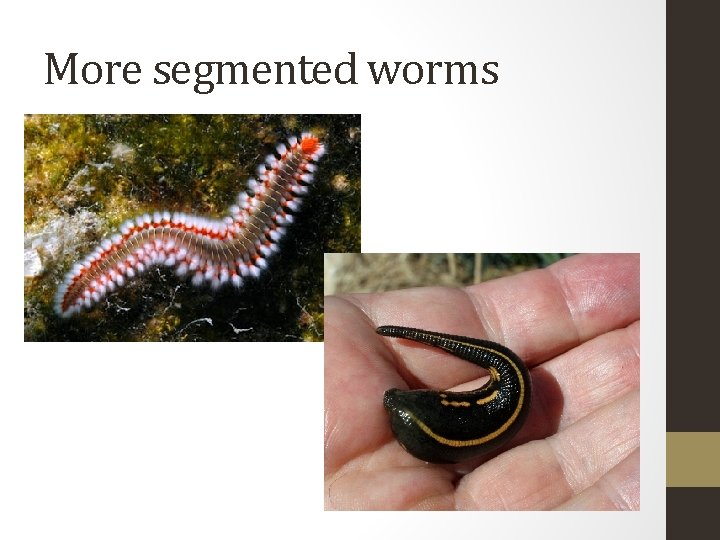 INTRO TO ANIMALS Chapter 12 Invertebrates What is