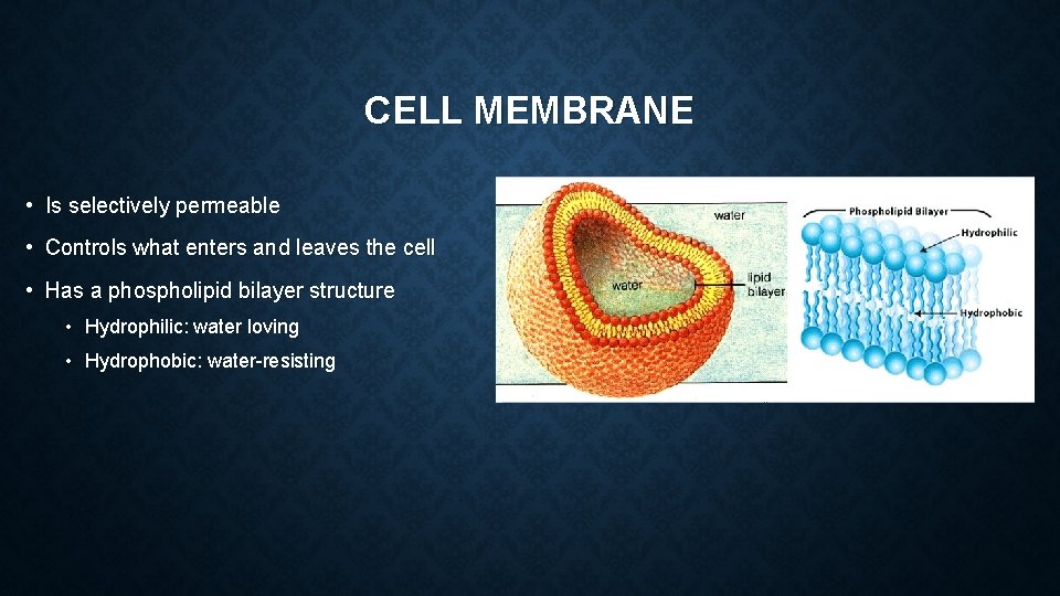 CELL HOMEOSTASIS Biology LESSON OBJECTIVES By the end