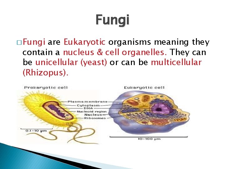 Kingdom Fungi 6 th Year Biology 3 rd