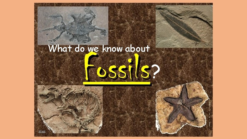 Science LI to describe how fossils are formed