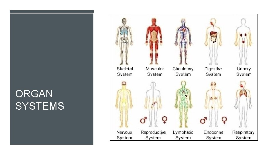 HUMAN BODY ORGANIZATION CHAPTER 8 INTRODUCTION TO THE