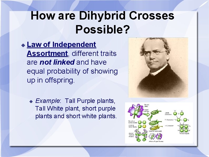 Two Trait Crosses The Dihybrid Cross What is