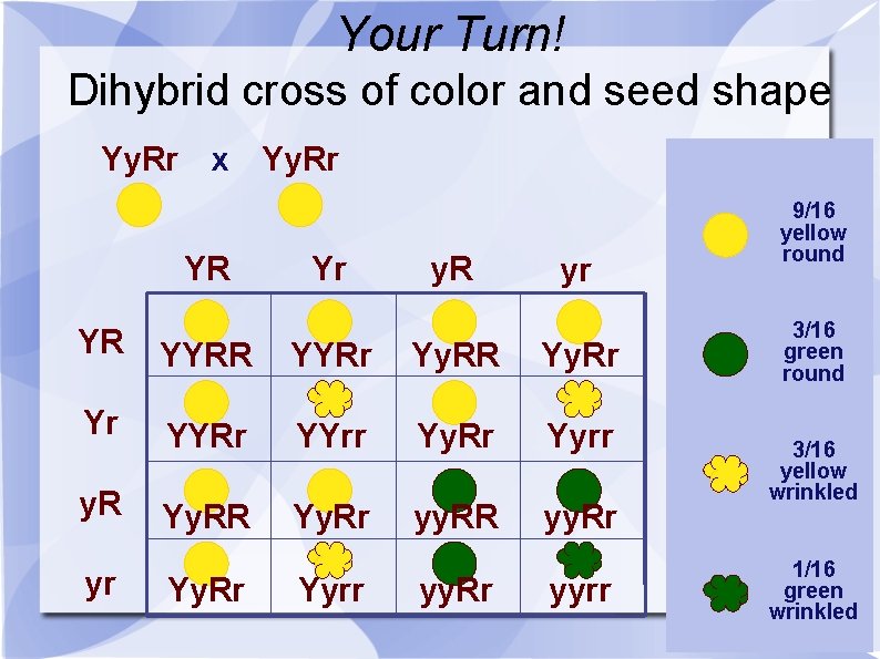 Two Trait Crosses The Dihybrid Cross What is