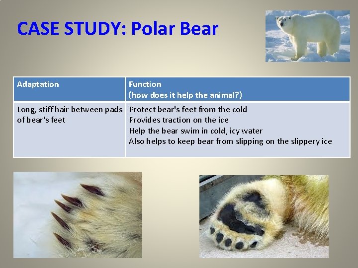 Physical Adaptations STRUCTURAL CASE STUDY Polar Bear Adaptation