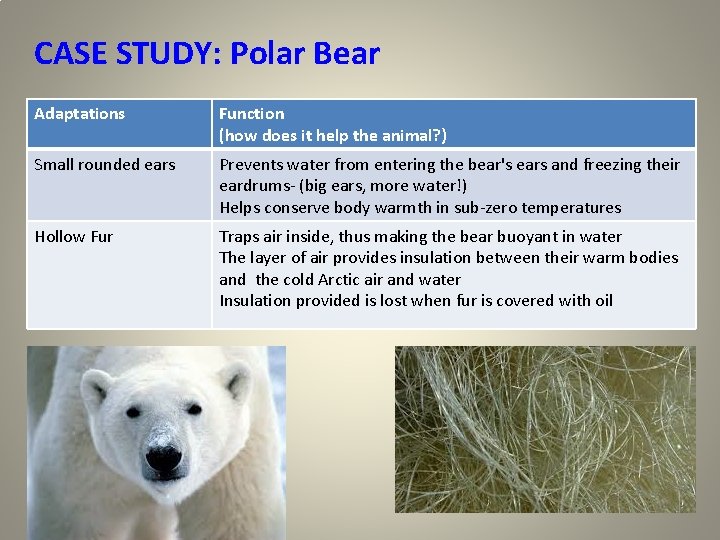 Physical Adaptations STRUCTURAL CASE STUDY Polar Bear Adaptation