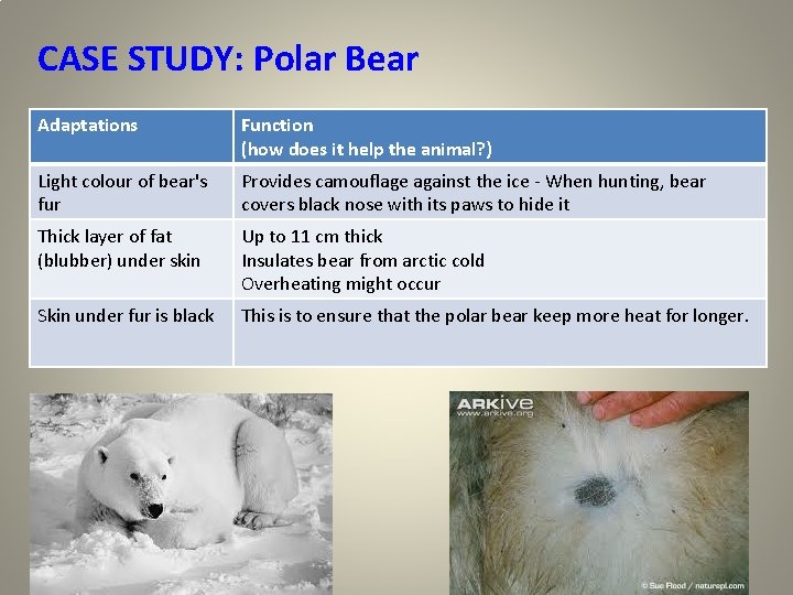 Physical Adaptations STRUCTURAL CASE STUDY Polar Bear Adaptation
