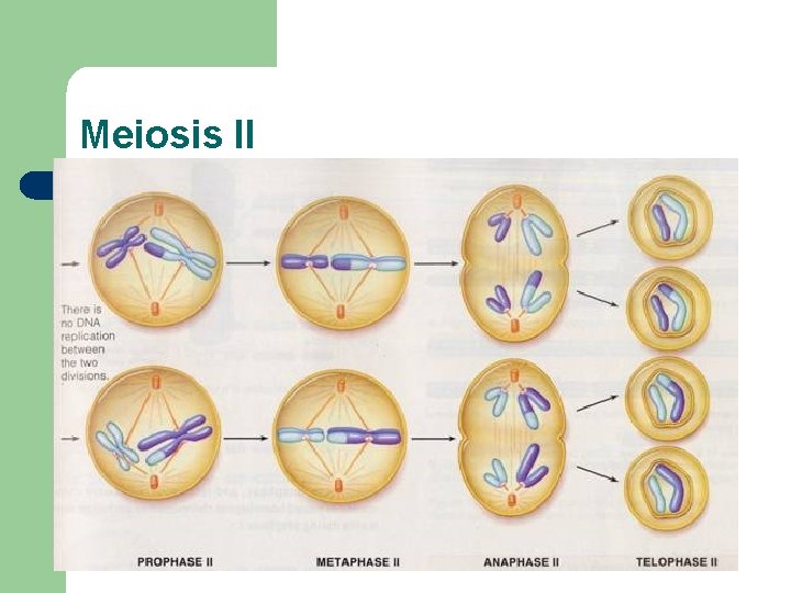 Introduction to Meiosis Notes Biology BMeiosis Reproduction l