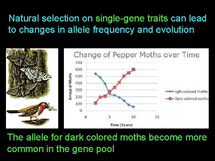Natural Selection on Single Gene Traits Learning Objectives