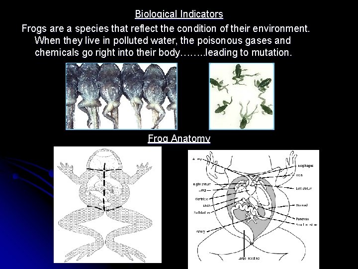 The Vertebrates Three reasons why the vertebrates are