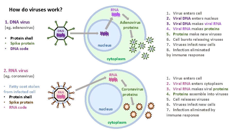 An introduction to the biology behind COVID 19