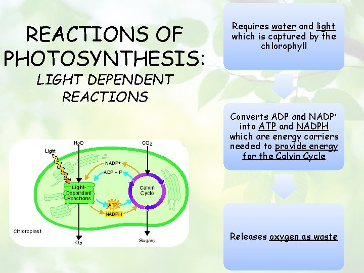 PHOTOSYNTHESIS CELLULAR RESPIRATION REMEMBERCHARACTERISTICS OF LIVING ...