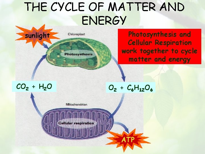 PHOTOSYNTHESIS CELLULAR RESPIRATION REMEMBERCHARACTERISTICS OF LIVING ...